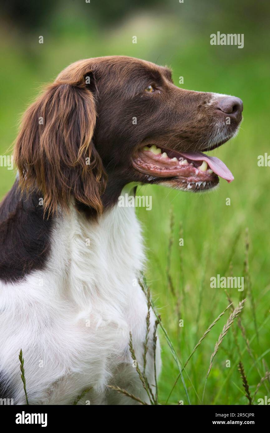 Drentsche patrijshond hi-res stock photography and images - Alamy