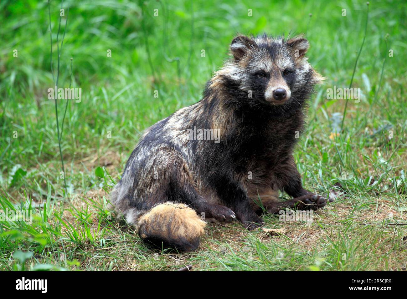 Raccoon dog (Nyctereutes procyonoides), Enok Stock Photo - Alamy