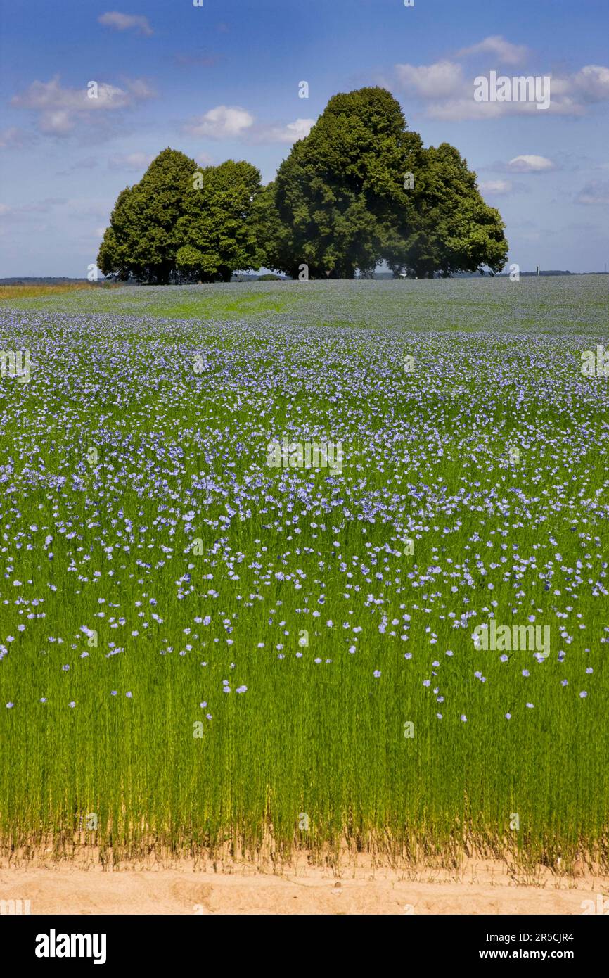 Flax field, blue flax, seed flax, common flax (Linum usitatissimum ...