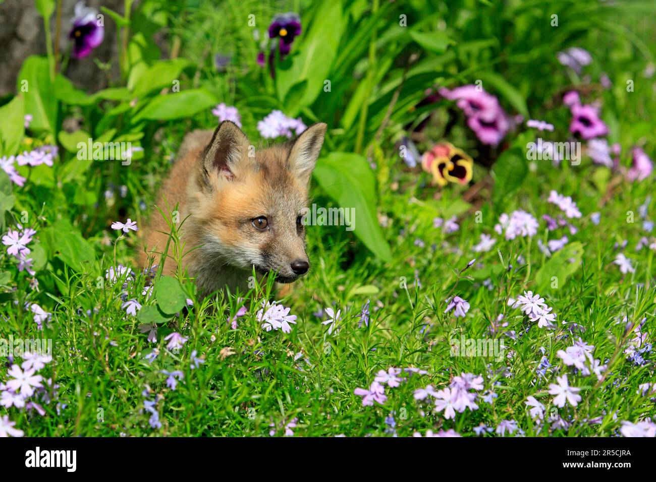 American red fox (Vulpes vulpes fulva), juvenile, 10 american red fox ...