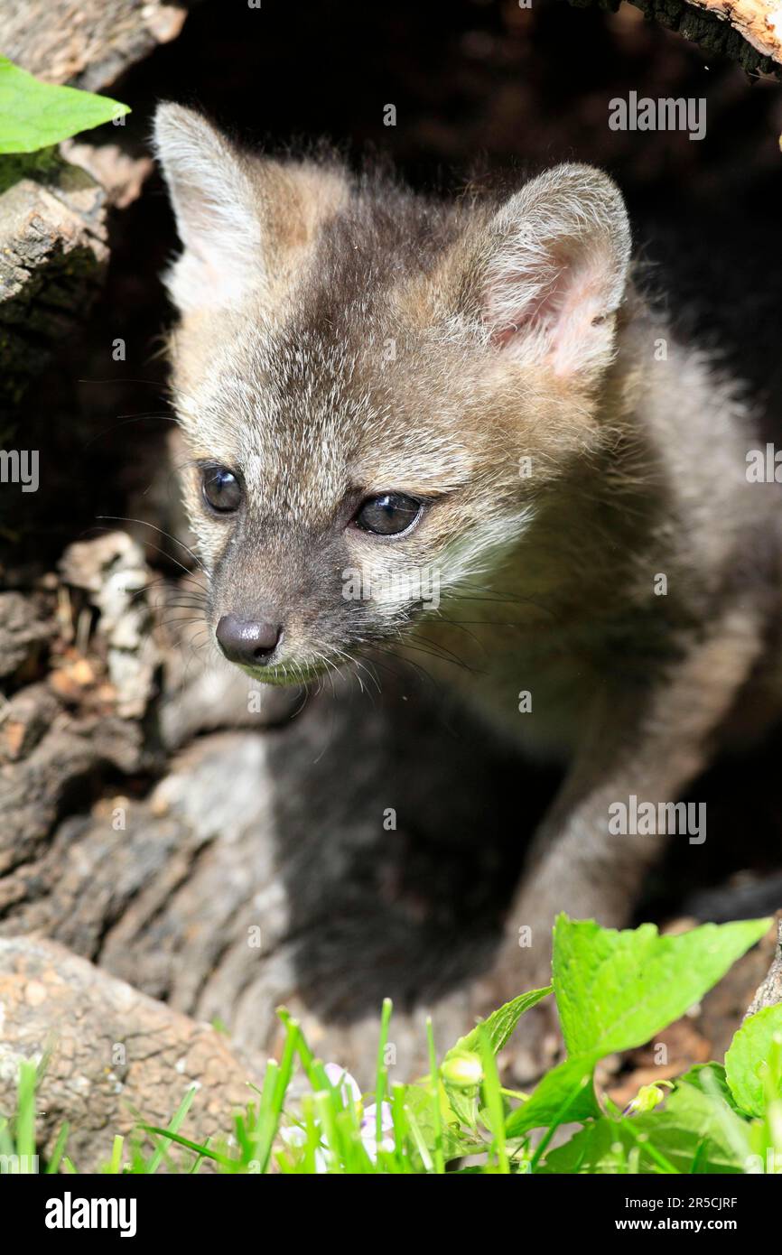 Grey gray fox (Urocyon cinereoargenteus), young animal, 9 weeks, in den ...