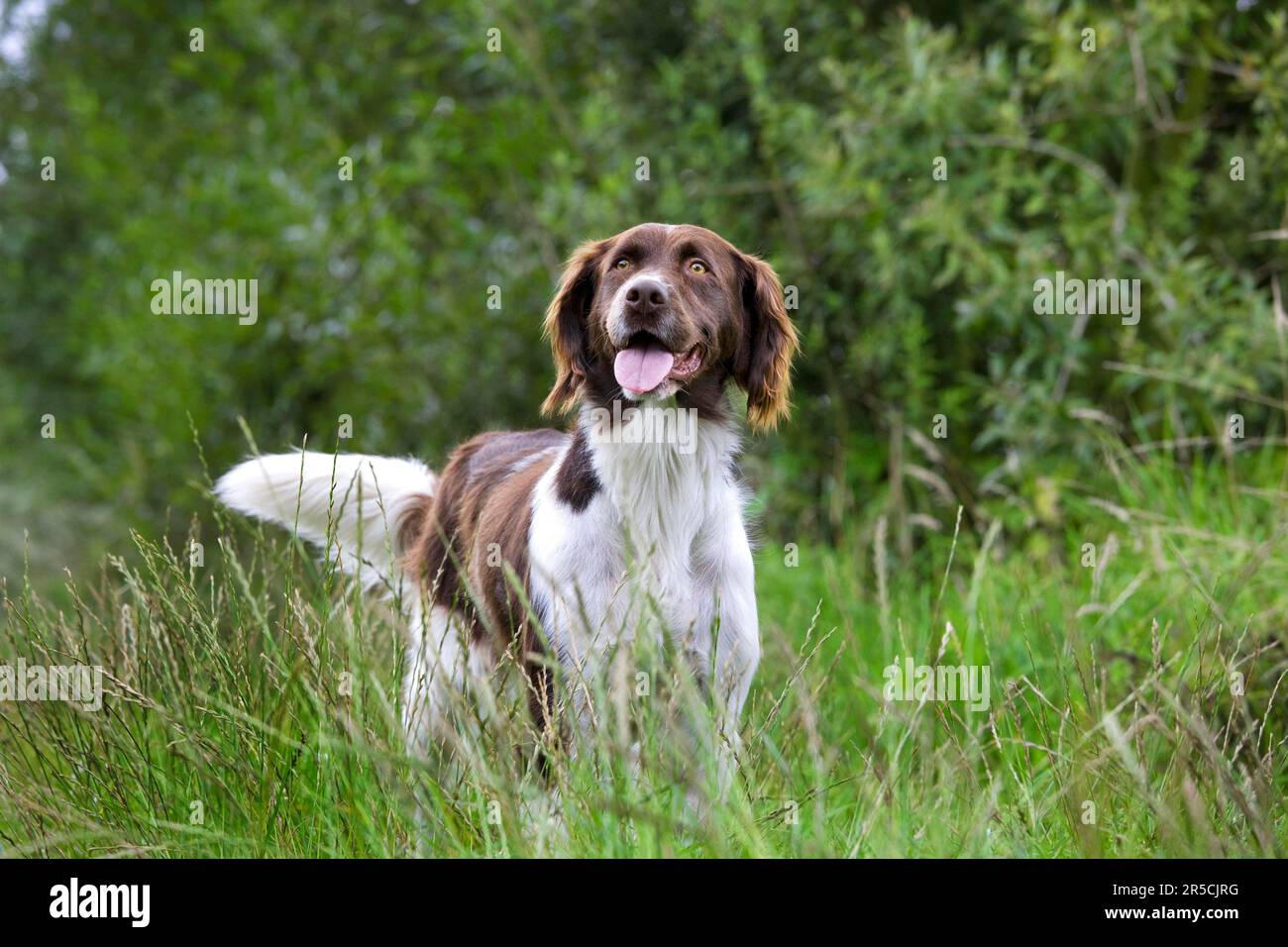 Dog and partridge hi-res stock photography and images - Alamy