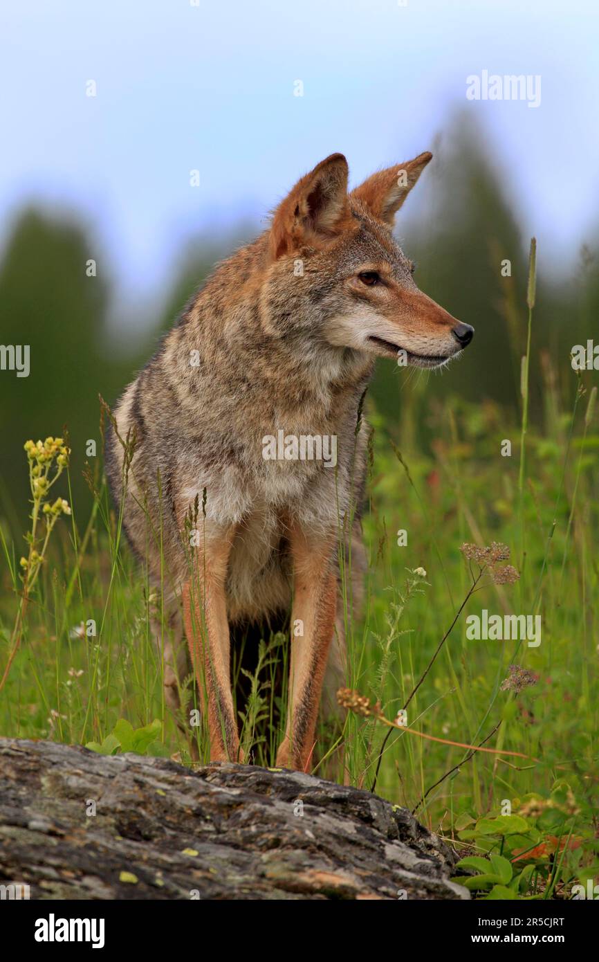 Coyote front view hi-res stock photography and images - Alamy