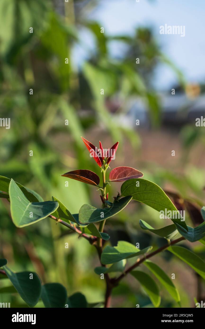 A vibrant leaf of a shrub blooms close-up, its green growth a testament ...