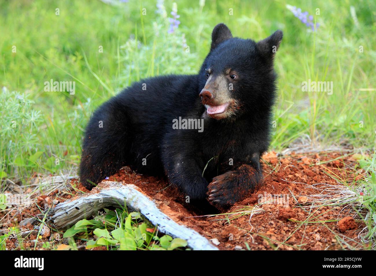 American black bear (Ursus americanus), young, 6 months, digging ...