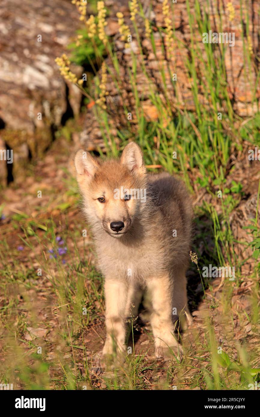 Gray wolf (Canis lupus), young animal, 8 weeks old Stock Photo - Alamy