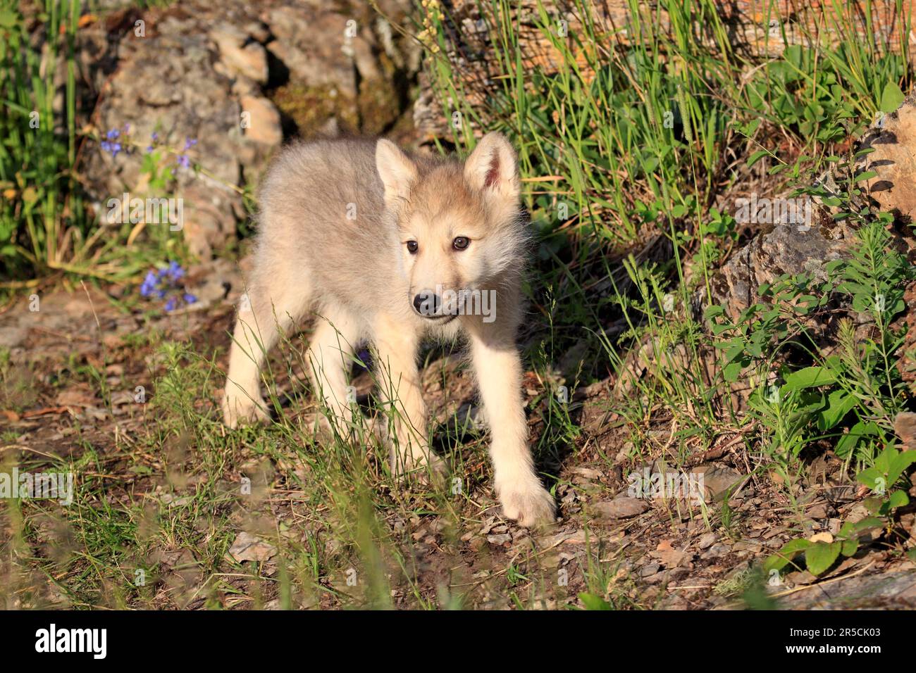 Gray wolf (Canis lupus), young animal, 8 weeks old Stock Photo - Alamy