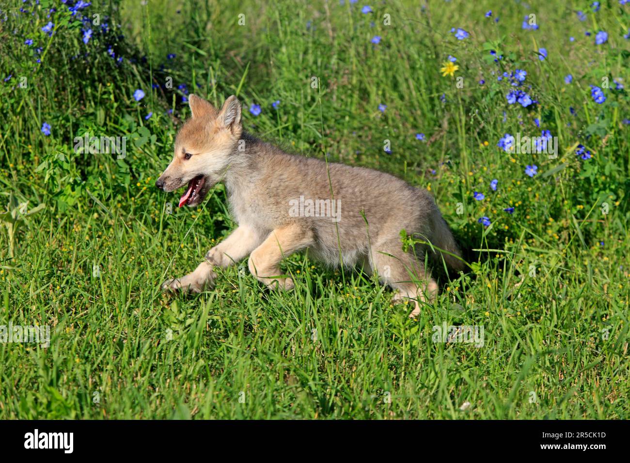 Gray wolf (Canis lupus), young animal, 8 weeks old Stock Photo - Alamy
