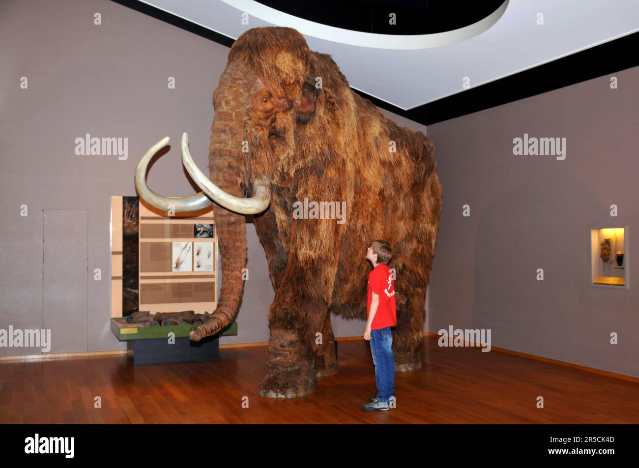 Boy, mammoth (Mammuthus), Natural History Museum of Basel, Basel ...