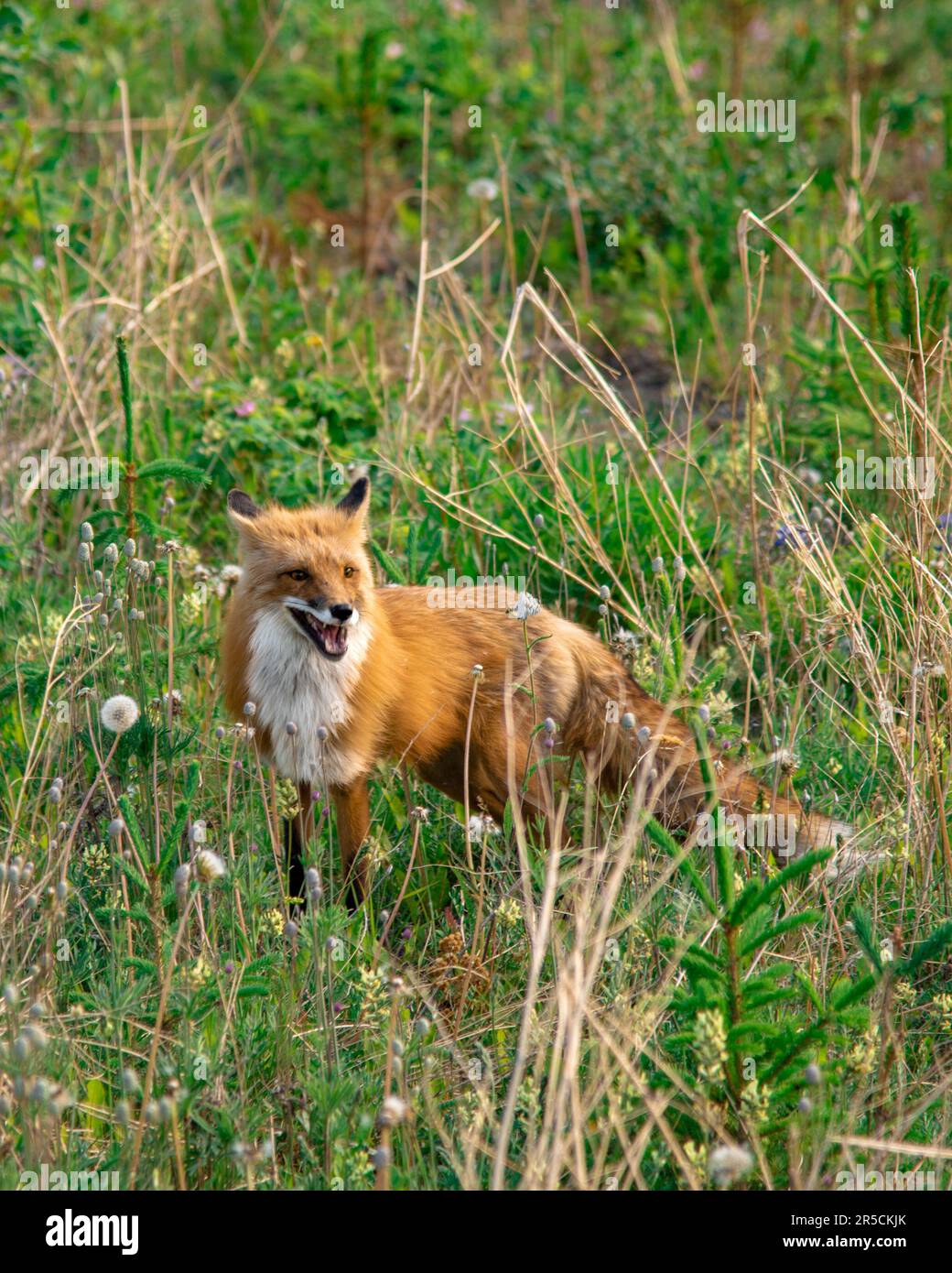 Wild red fox (Vulpes vulpes) seen in green meadow during summertime, looking towards camera ...