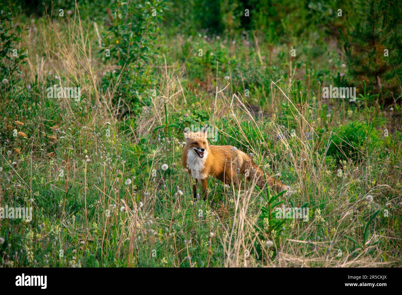 Wild red fox (Vulpes vulpes) seen in green meadow during summertime, looking towards camera ...