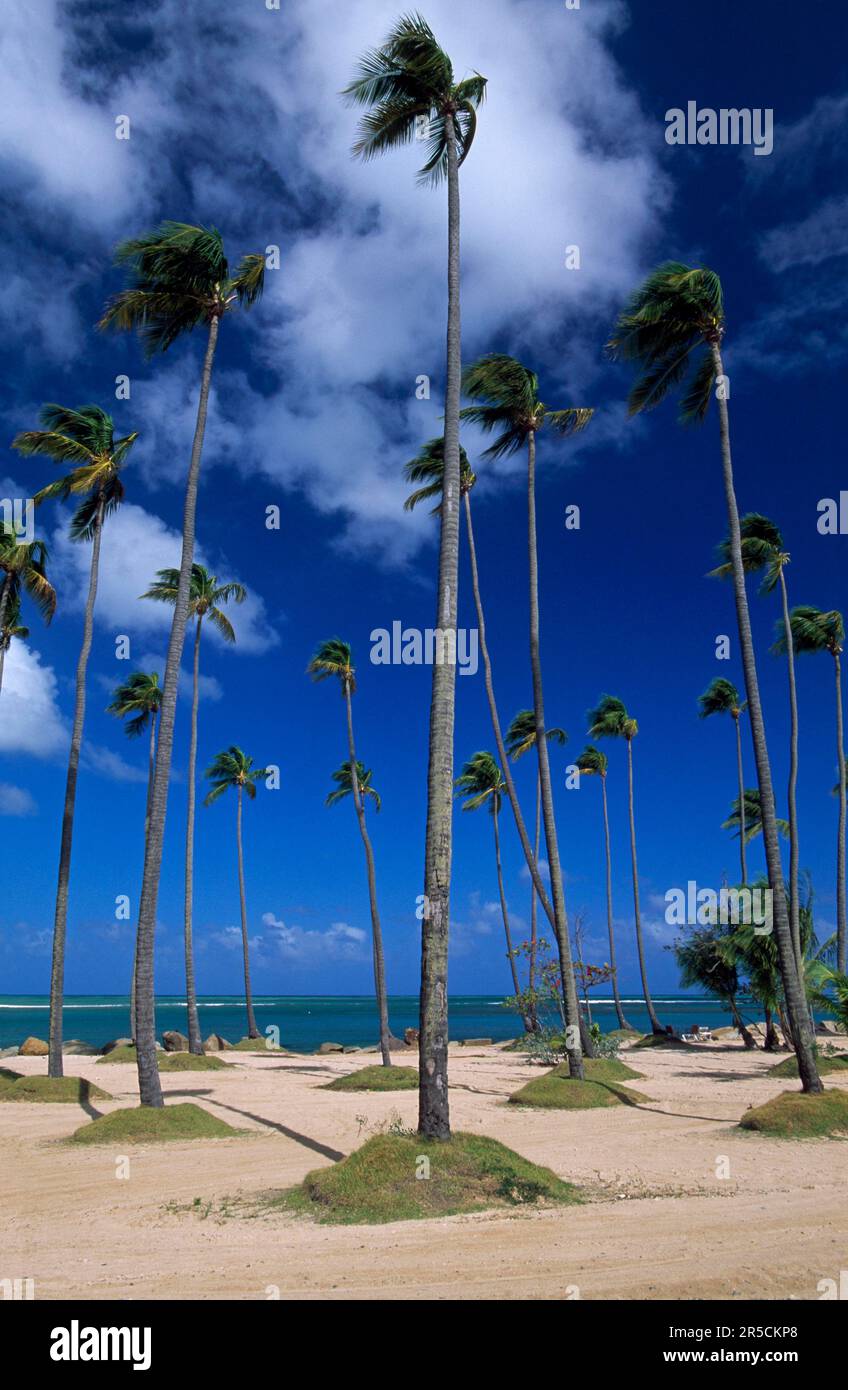 Coco Beach, Rio Grande, Puerto Rico, Caribbean Stock Photo - Alamy