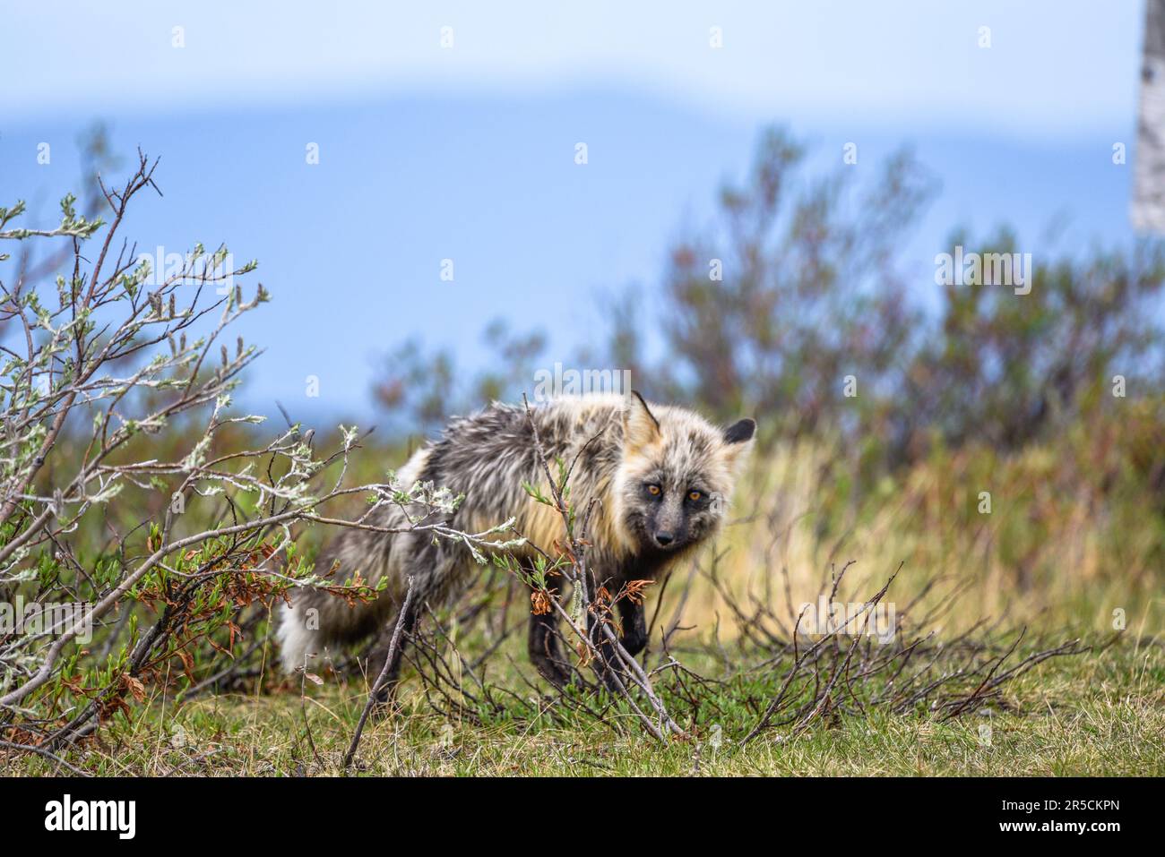 Stunning black, silver, red fox seen in wild in northern Canada, Yukon ...