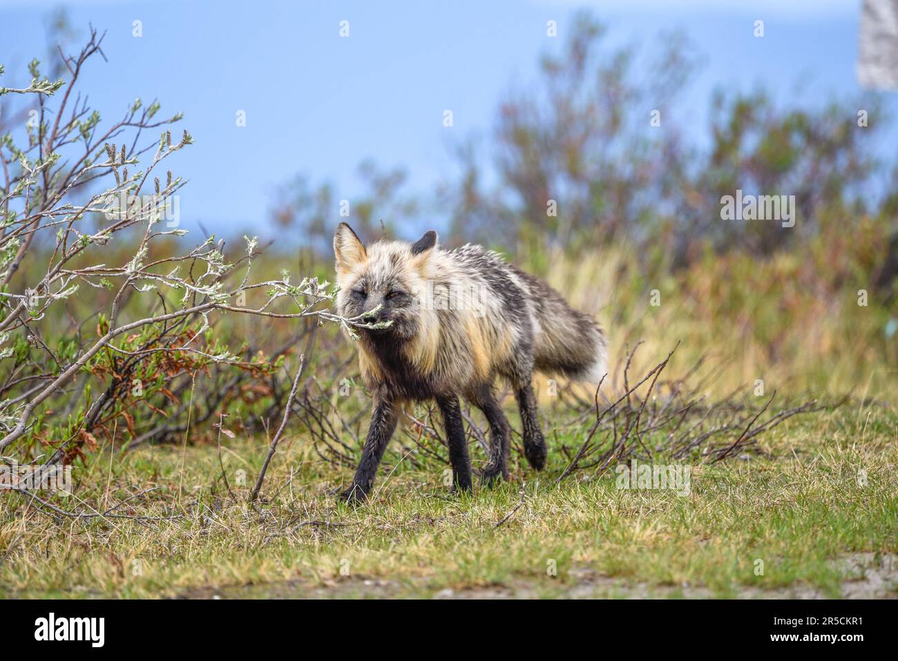 Stunning black, silver, red fox seen in wild in northern Canada, Yukon ...
