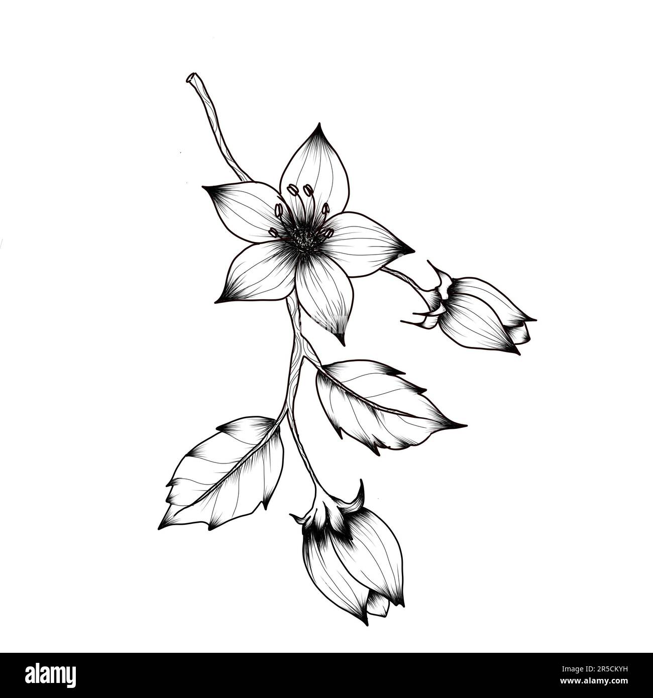line art flower illustration Stock Photo - Alamy