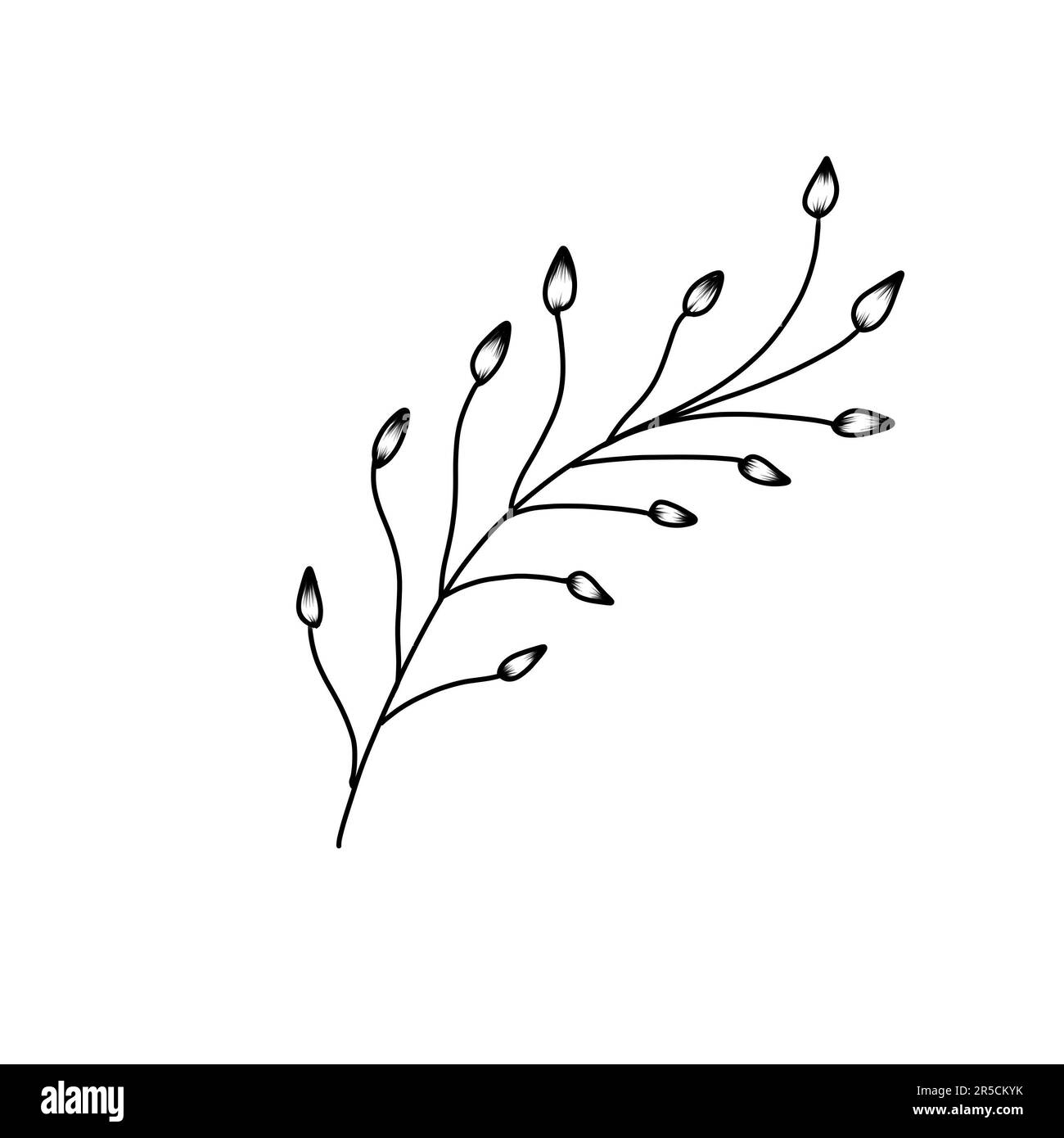 line art leaf botanical illustration Stock Photo - Alamy