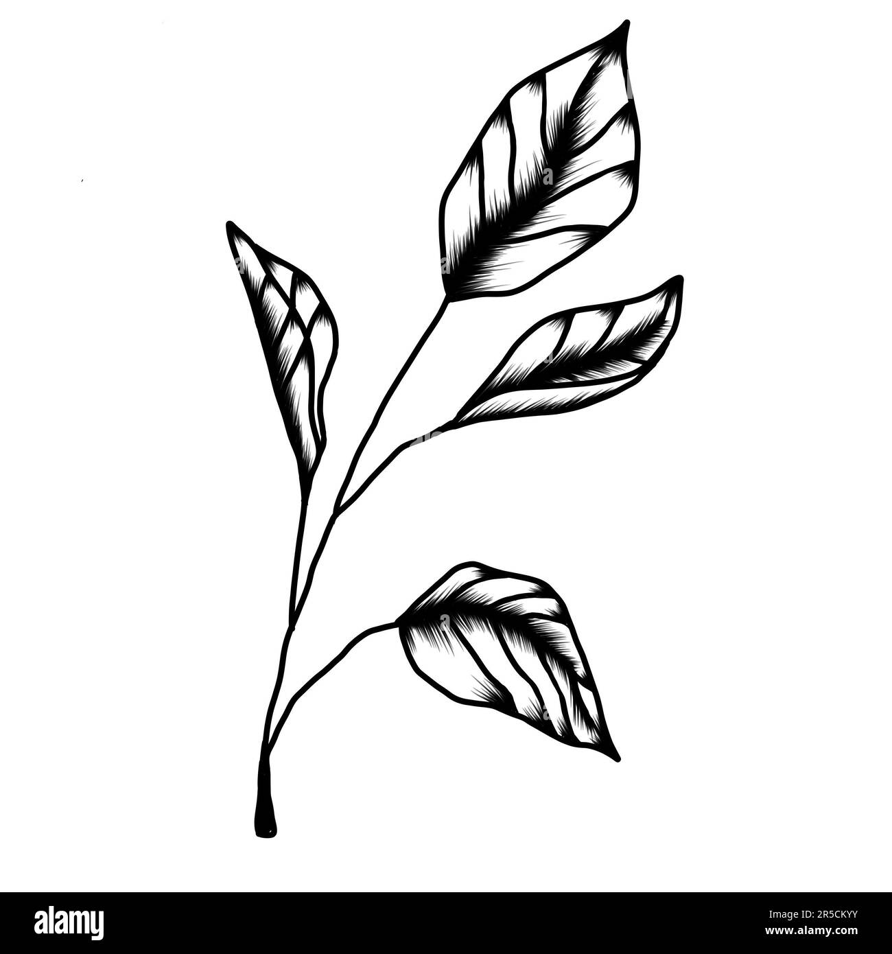 line art leaf botanical illustration Stock Photo - Alamy