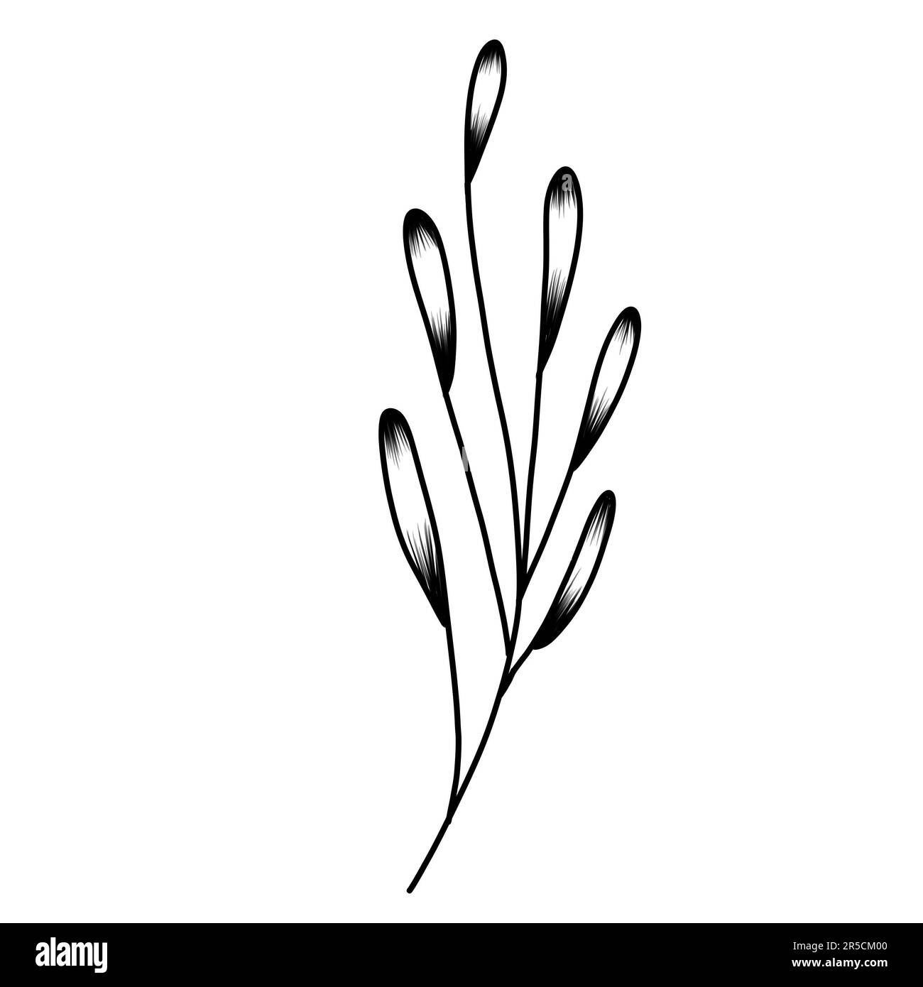 line art leaf botanical illustration Stock Photo - Alamy