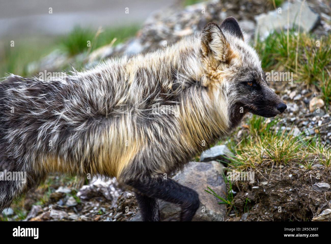 Stunning black, silver, red fox seen in wild in northern Canada, Yukon ...