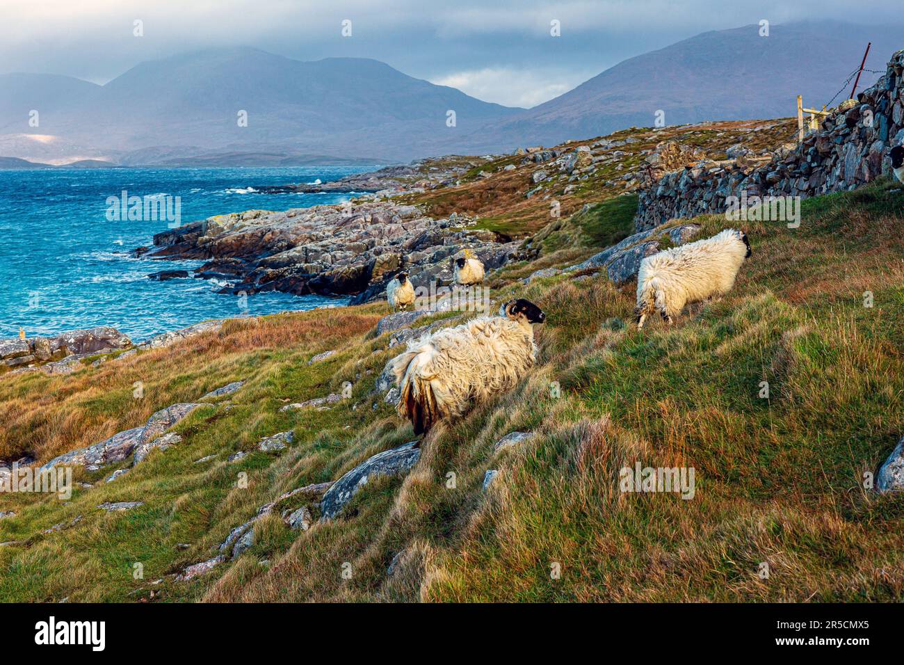 Sheep grassing on west coast of Isle of Harris in the Outer Hebrides ...