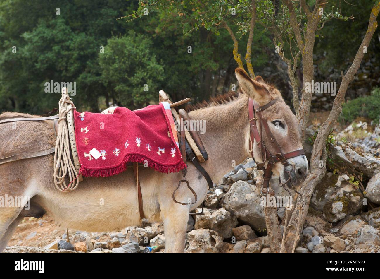 Donkey at Zeus' birth cave in Psichro, Lassithi Plateau, Crete, Greece ...