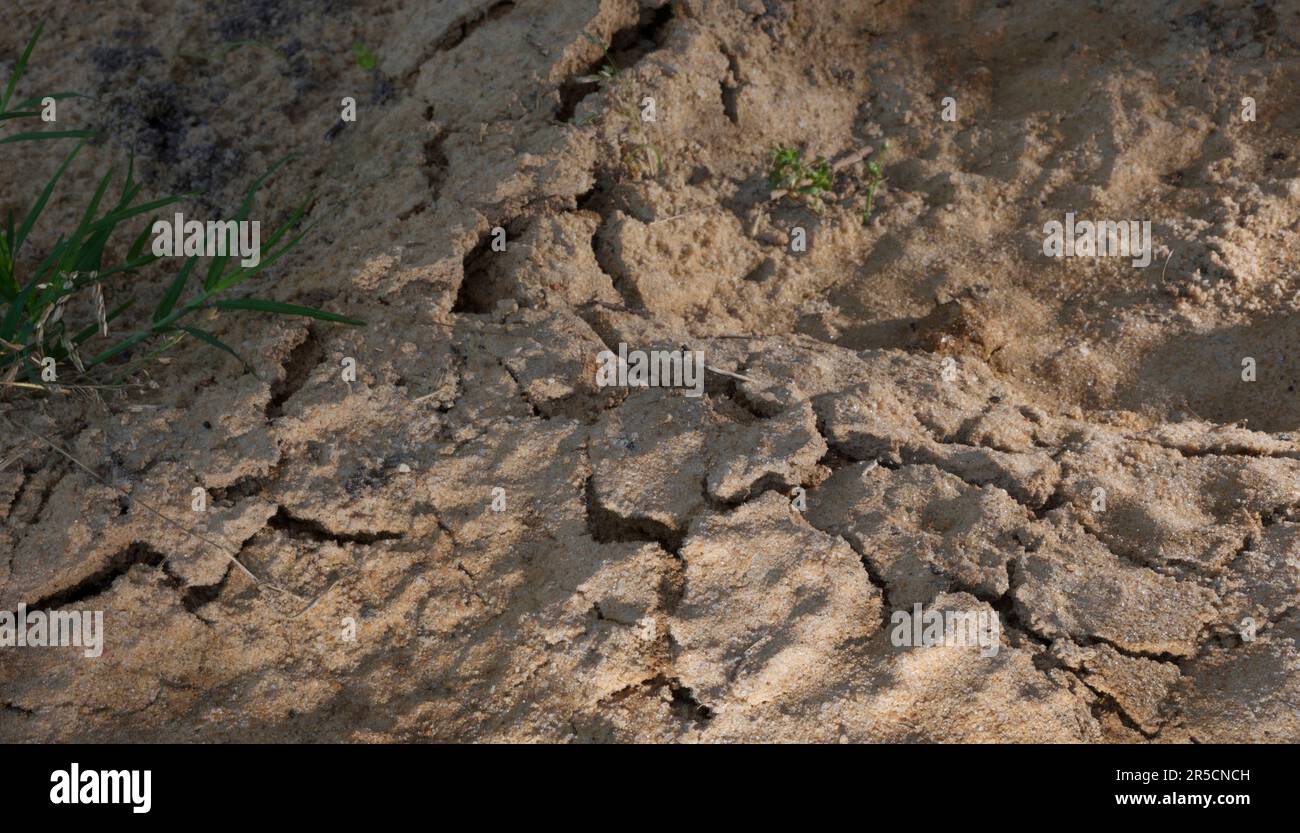 Sufrace of the ground broken up due to voles digging tunnels underneath ...