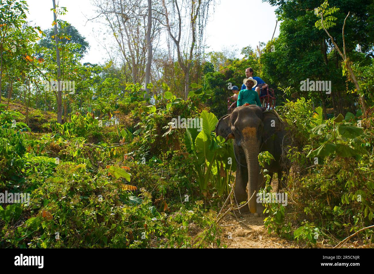 Elephant Riding, Rawai, Phuket Island, Thailand Stock Photo - Alamy
