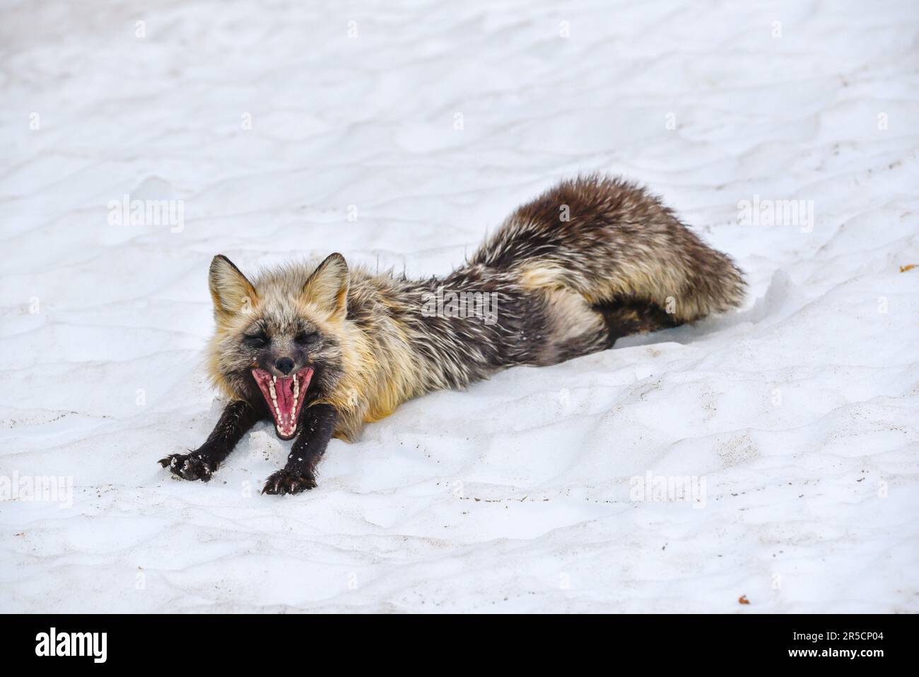 Stunning black, silver, red cross fox seen in the wild in northern ...