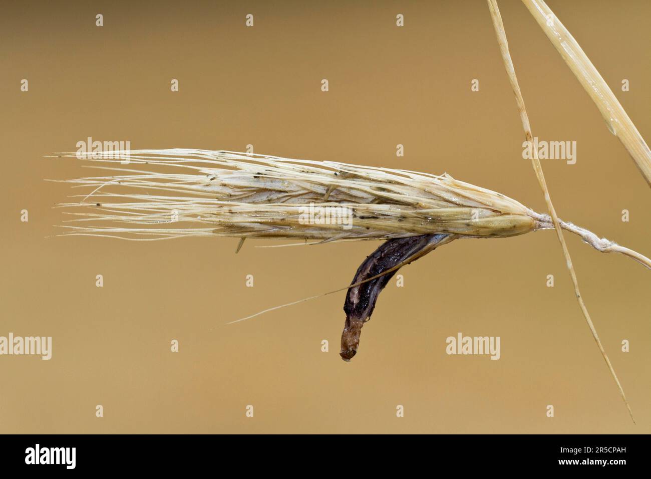 Ear of Rye (Secale cereale) with Ergot Fungus (Claviceps purpurea ...