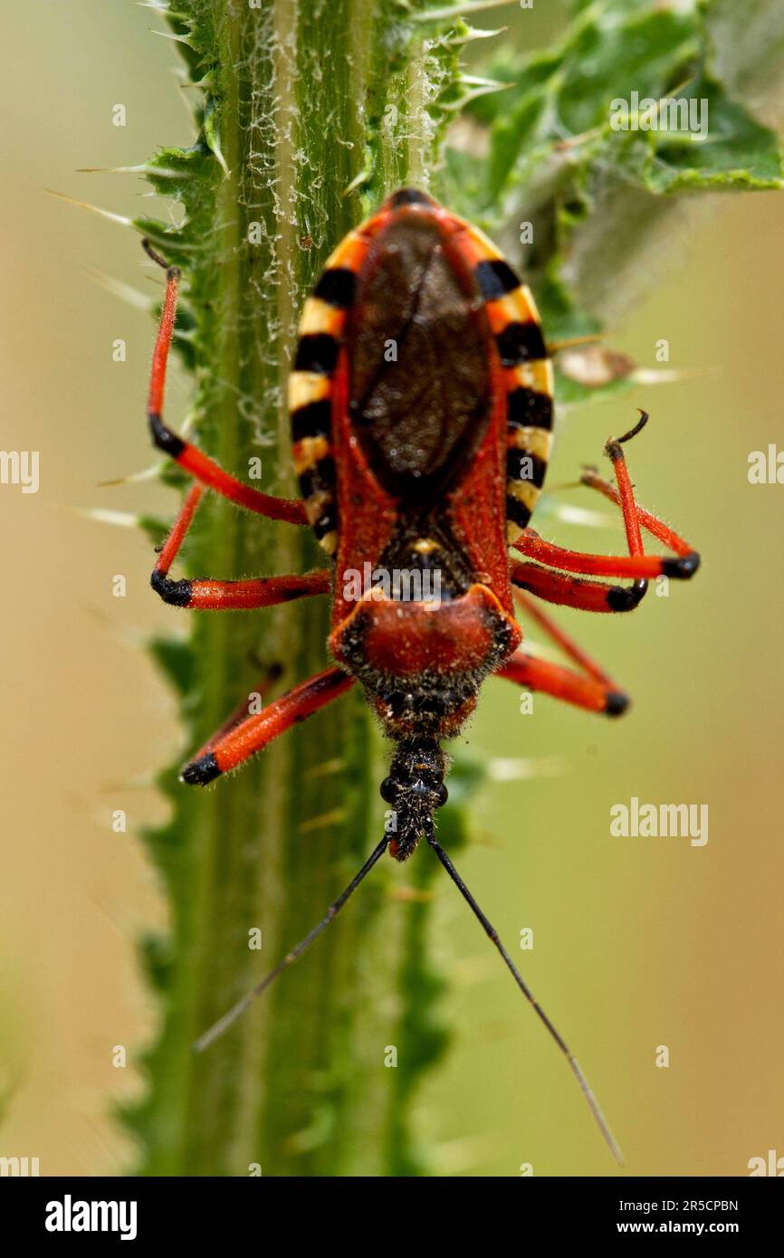 Red assassin bug (Rhynocoris iracundus), Havelland, Brandenburg ...