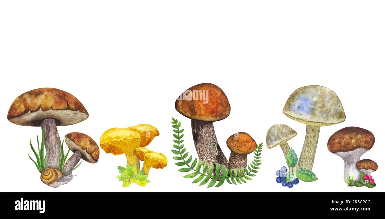 Banner edible mushrooms, leaves and berries, fern, snail, cranberry ...