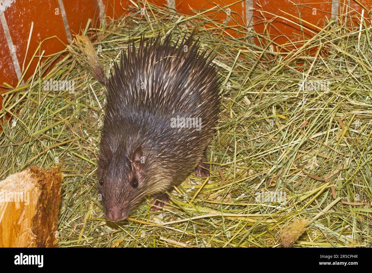 African brush tailed porcupine (Atherurus africanus Stock Photo - Alamy
