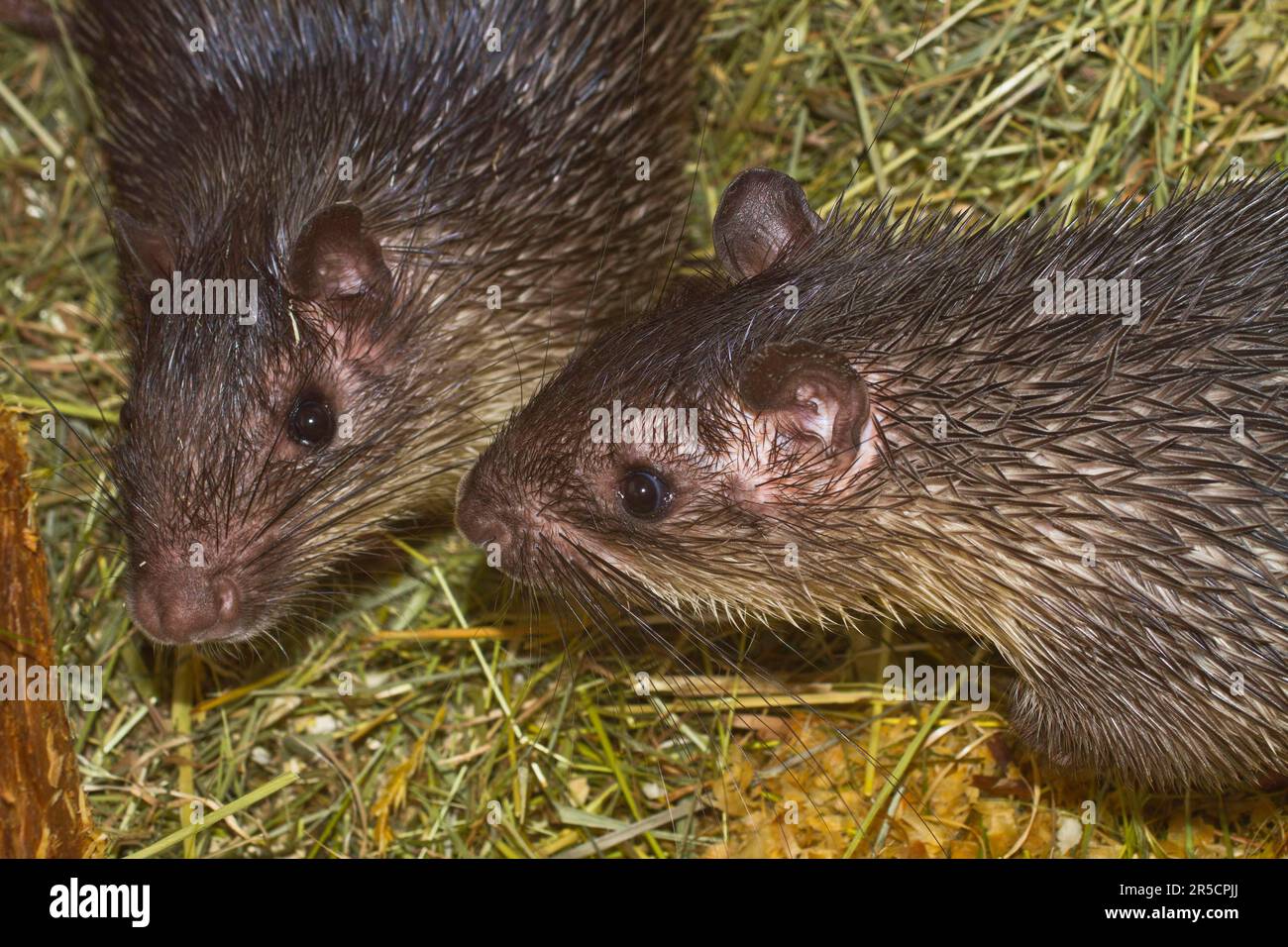 African brush tailed porcupine (Atherurus africanus Stock Photo - Alamy