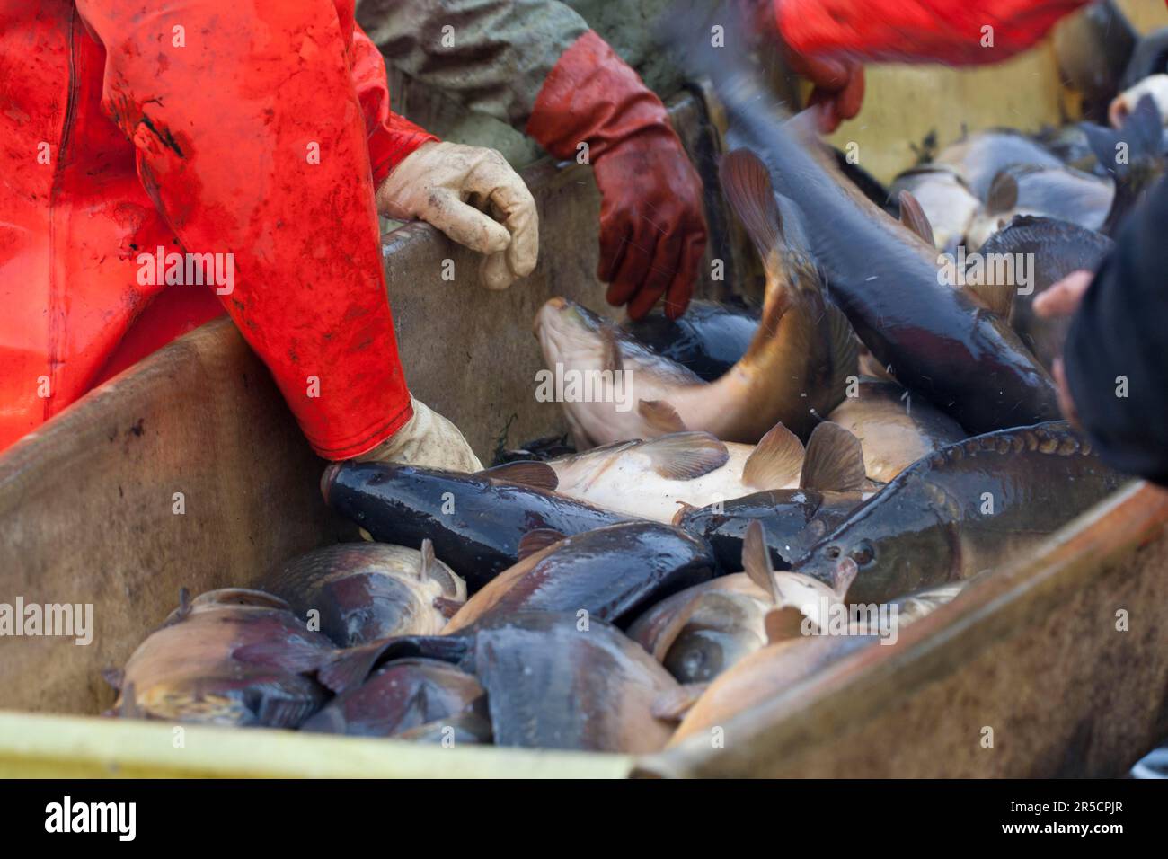 Sorting of live fish according to species and size, fishing of carp ...