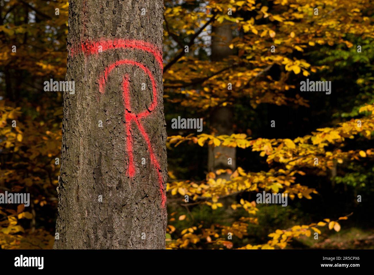 Tree marking for forestry hi-res stock photography and images - Alamy