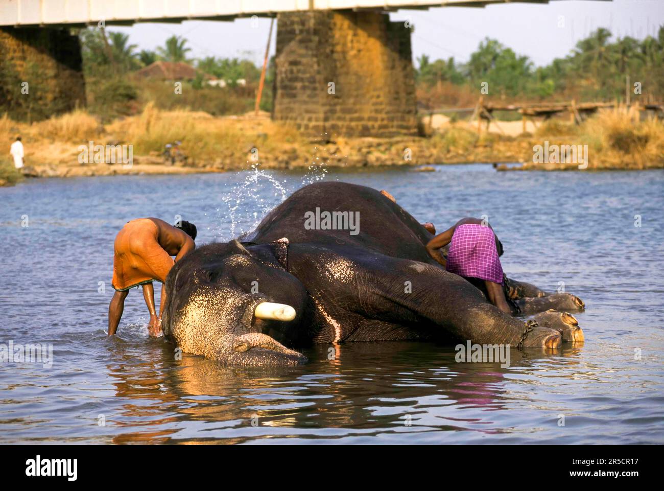 Elephant bathing in Bharathapuzha River in Cheruthuruthy, Kerala, India ...
