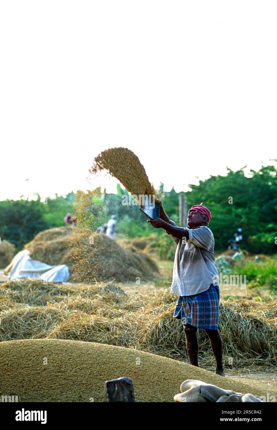 A farmer winnowing rice (Oryza sativa) paddy Kerala, South India, India ...