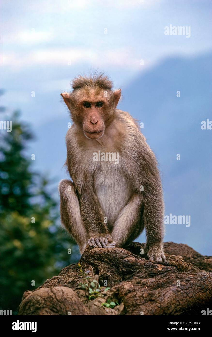 Bonnet Monkey (Macaca radiata) in Mudumalai National Park, Nilgiris, Tamil Nadu, South India ...