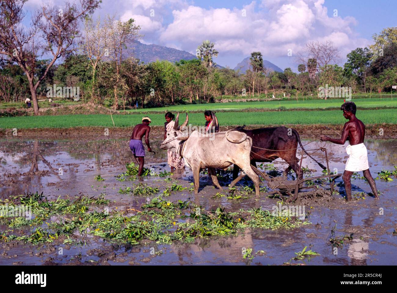 Traditional ploughing after green leaves manuring, Tamil Nadu, South ...