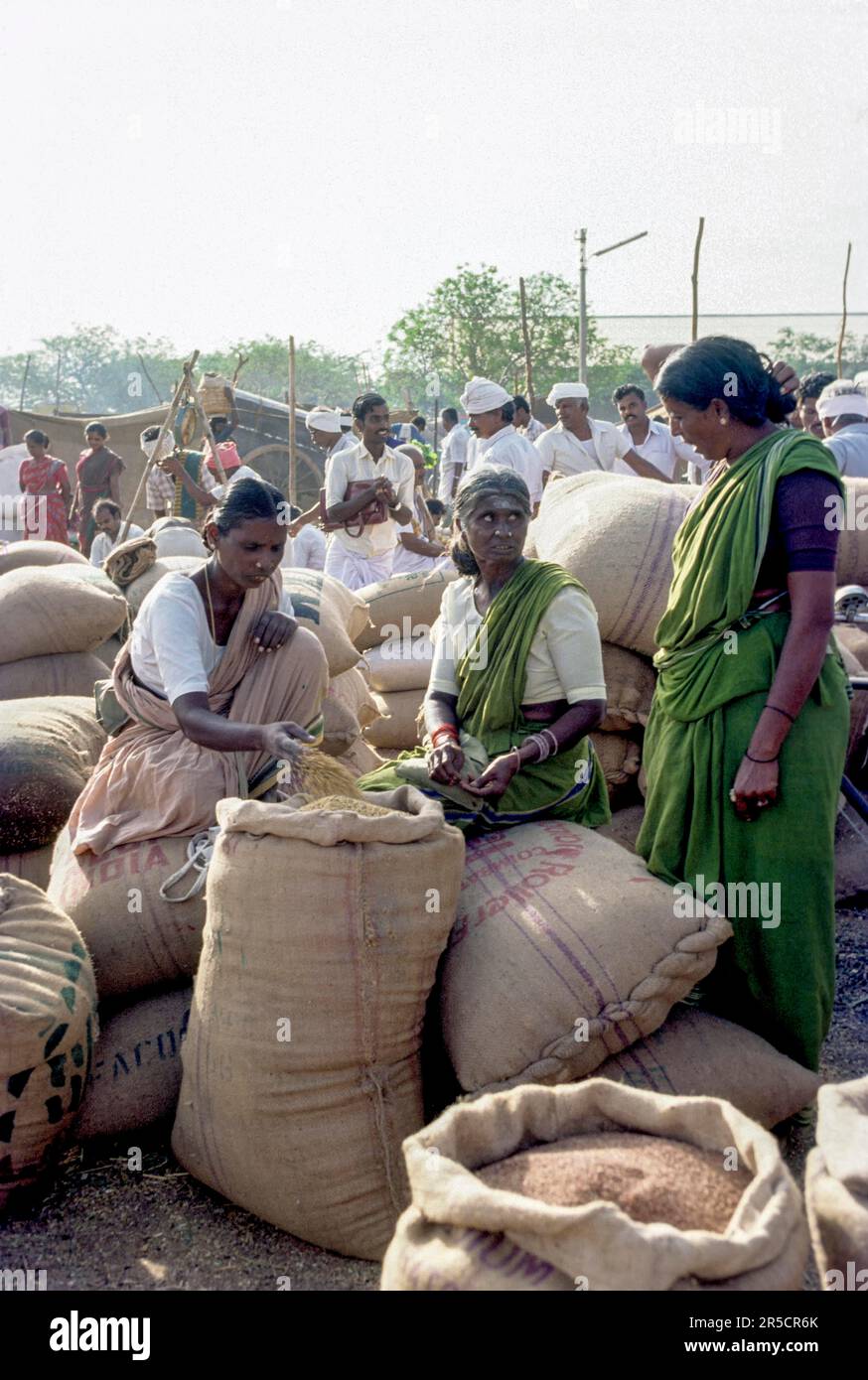 A woman checking quality of rice paddy, weekly Periodical market at ...
