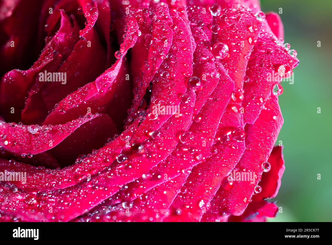A stunning macro capture of a red rose adorned with tiny dew drops ...