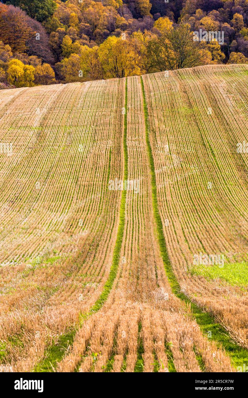 Autumn country landscape with agriculture farm field and Traces of ...