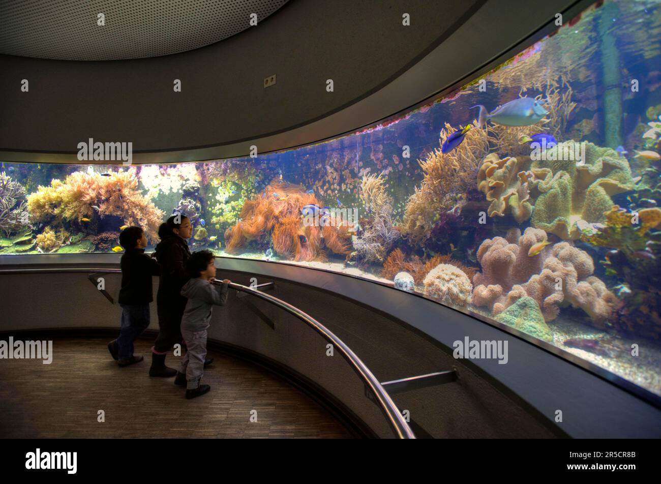 Aquazoo loebbecke museum hi-res stock photography and images - Alamy
