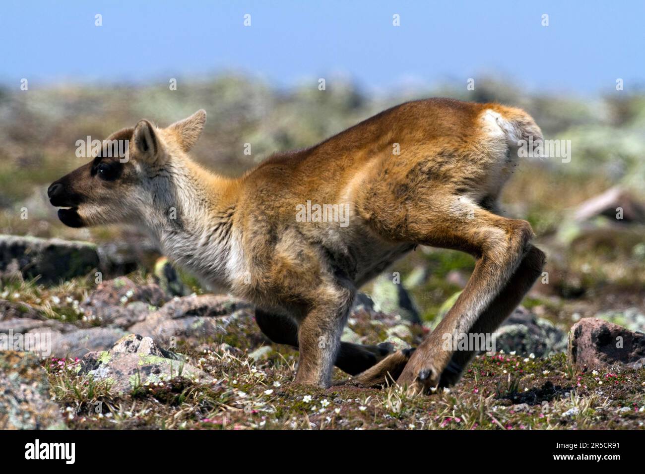 Baby Woodland Caribou