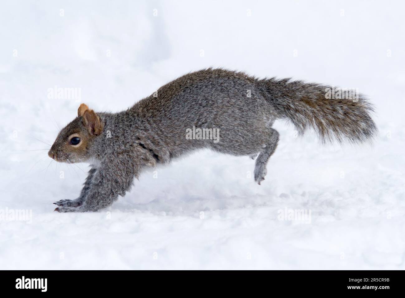 Eastern gray squirrel (Sciurus carolinensis), Montreal, Quebec, lateral ...
