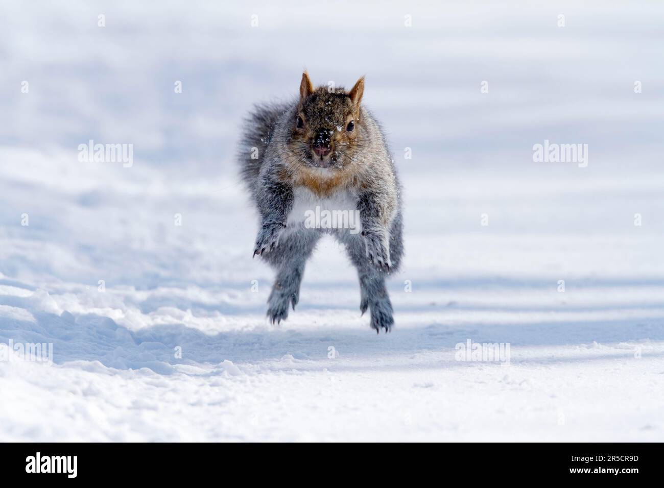 Eastern gray squirrel (Sciurus carolinensis), Montreal, Quebec ...
