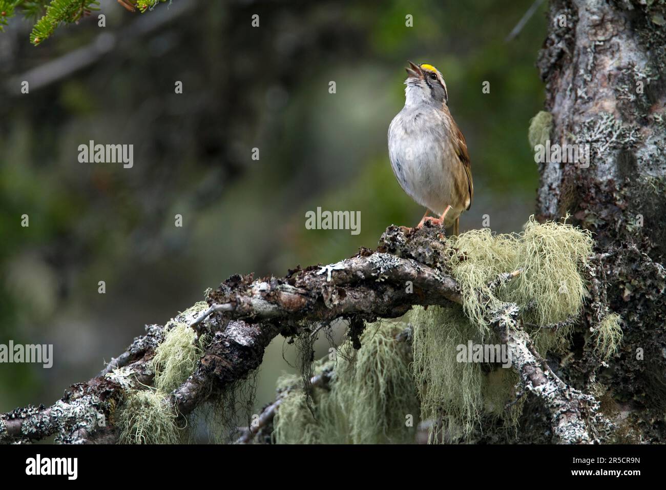 White-crowned Sparrow (Zonotrichia leucophrys), Gaspesie National Park ...