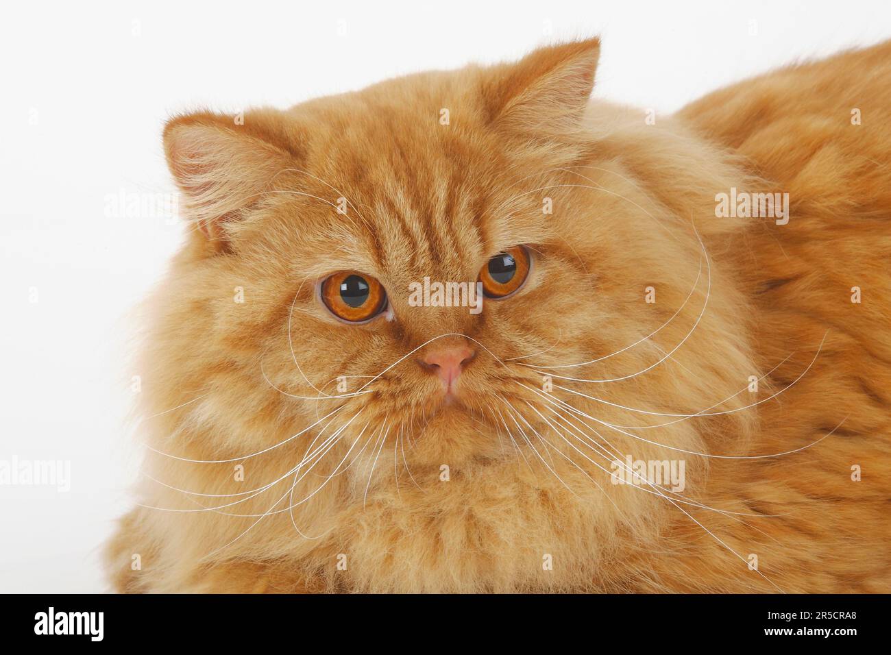 British longhair cat, male, red, Highlander, Lowlander, Britanica, BLH ...