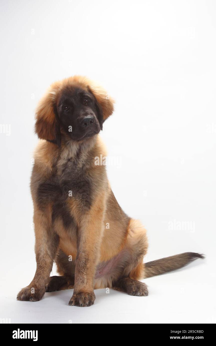 Leonberger puppy hi-res stock photography and images - Alamy