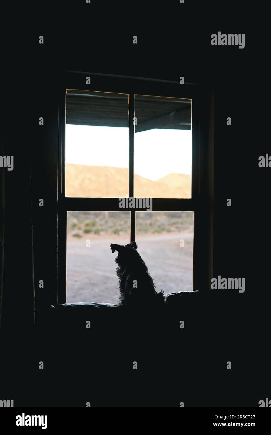 When are my humans coming home. Rearview shot of an adorable dog ...